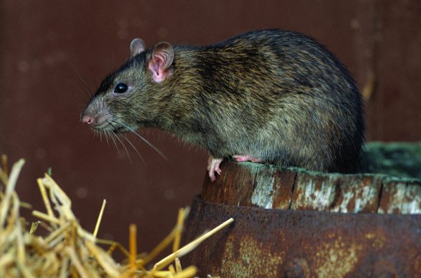 There's been an increase in rats in the Portland area - Pacific NW Pest ...